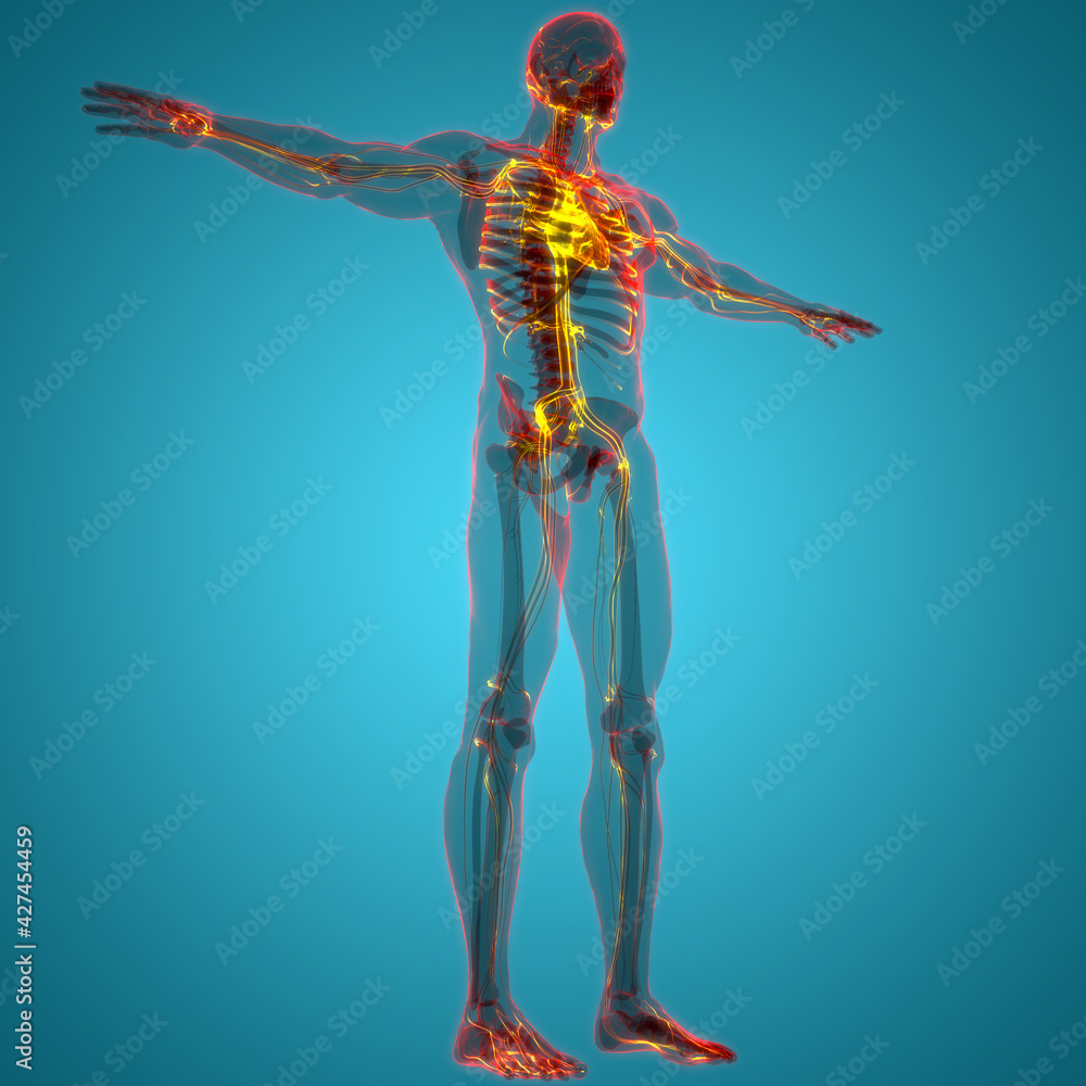 Human Circulatory System Heart Anatomy Stock Illustration | Adobe Stock