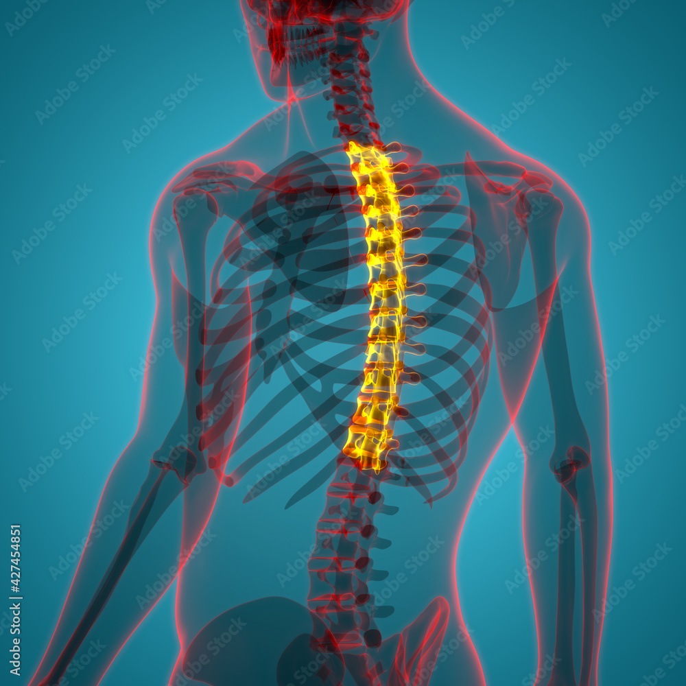 Spinal Cord Vertebral Column Thoracic Vertebrae of Human Skeleton ...