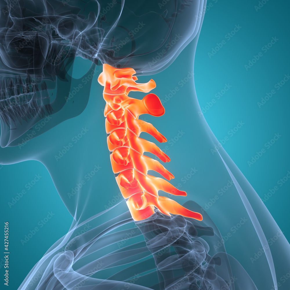 Spinal Cord Vertebral Column Cervical Vertebrae of Human Skeleton ...