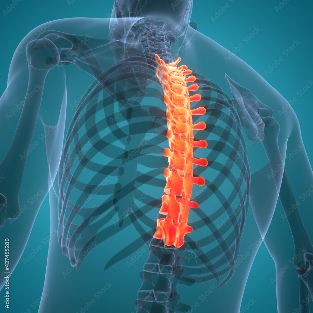 Spinal Cord Vertebral Column Thoracic Vertebrae of Human Skeleton ...