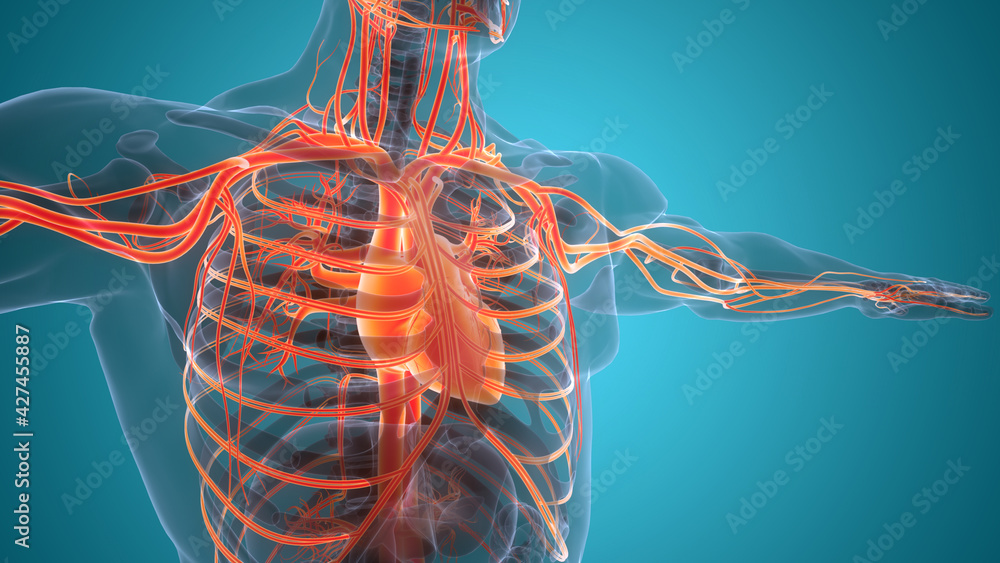 Human Circulatory System Heart Anatomy Stock Illustration | Adobe Stock