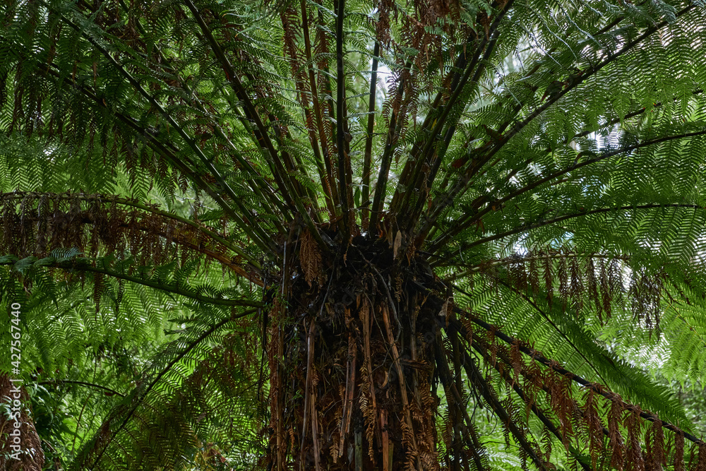 The tree ferns are the ferns that grow with a trunk elevating the ...