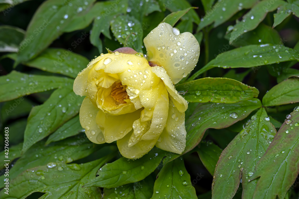 Tree Peony, Paeonia suffruticosa ‘High Noon’, with yellow flowers just ...