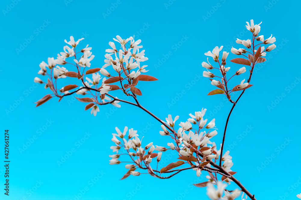 Foto Blossom of serviceberry tree, Juneberry. Amelanchier lamarckii ...