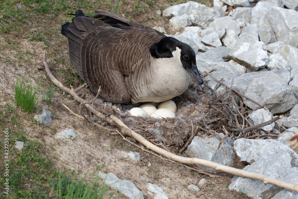 Canada goose female ready to sit on nest of eggs Stock Photo | Adobe Stock