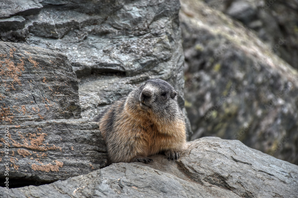 Murmeltier, Murmeltiere, putzig, Munggen, Mankei, Erdhörnchen, Marmota ...