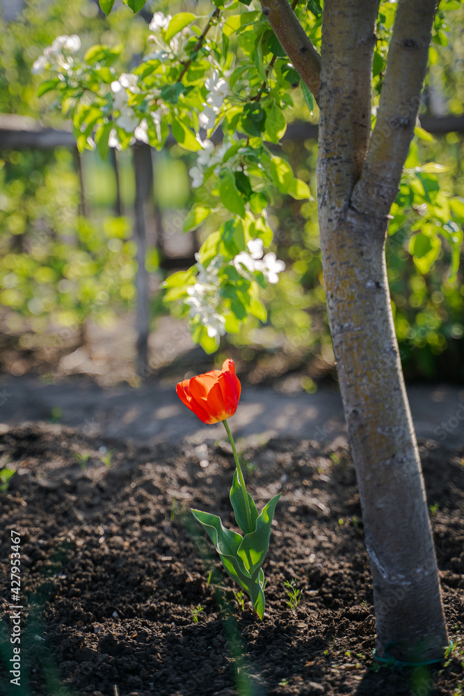 Bright red tulip flower under a blooming apple tree in the garden ...