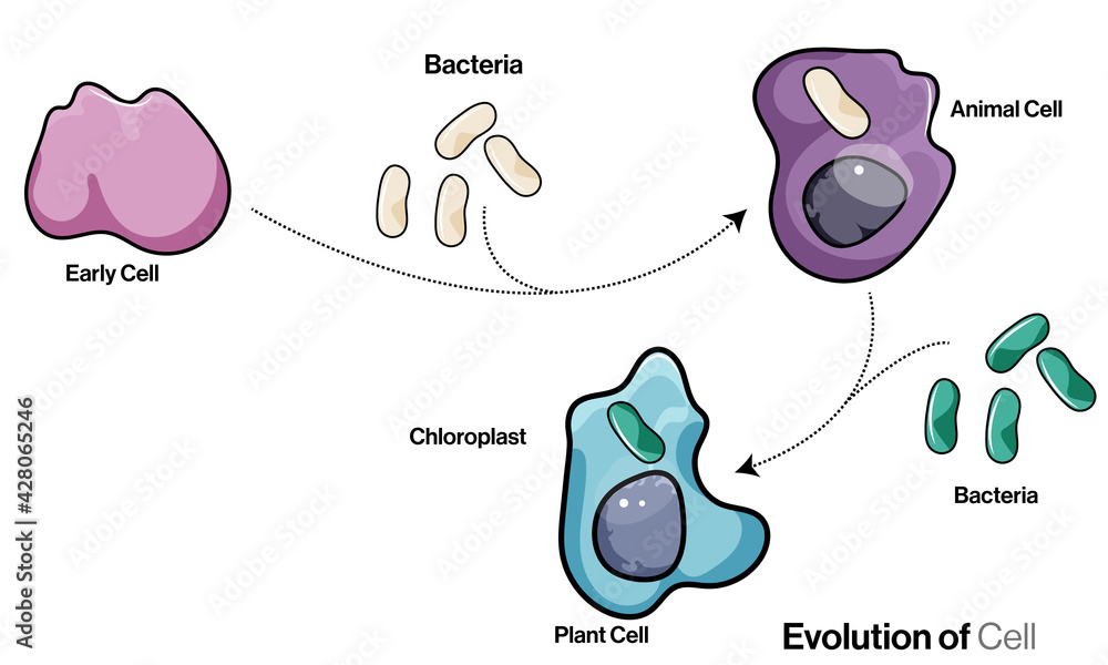 illustration of evolution of eukaryotic cell: plant cell and animal ...