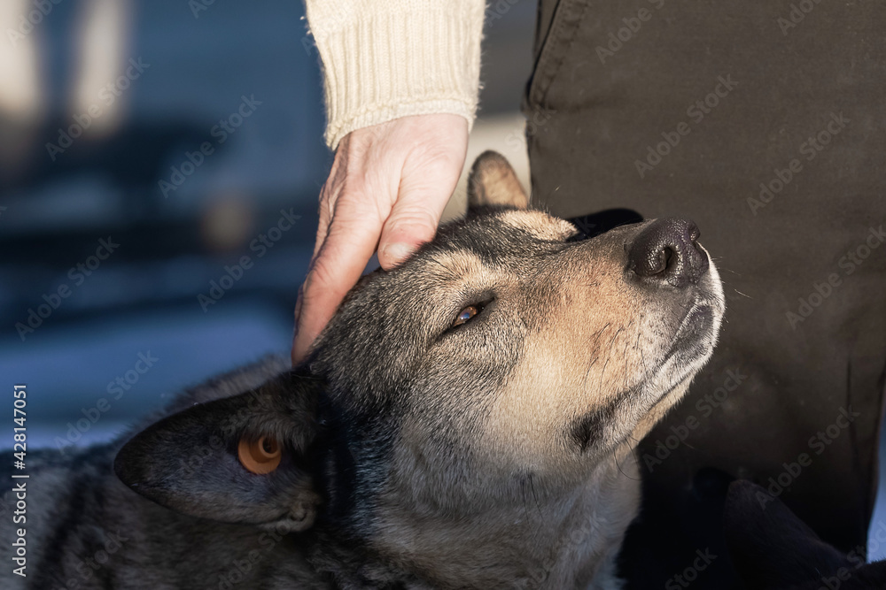 Satisfied muzzle of a closed eyes dog is stroking by man's hand. In ...