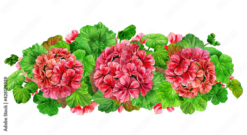 Border of red buds and green leaves of the Geranium flower. Hand drawn ...