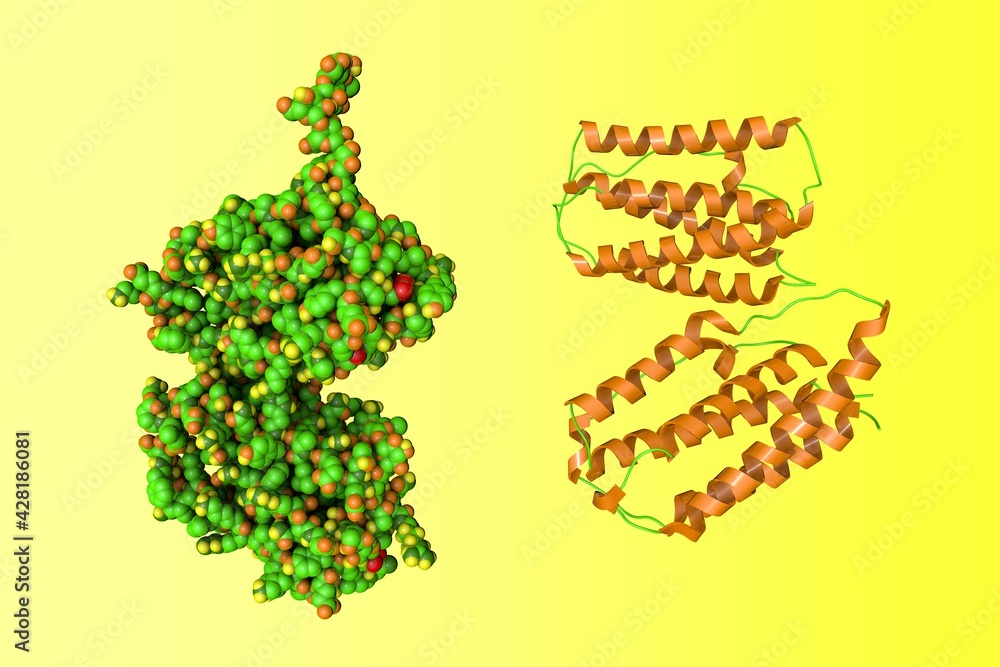 Crystal structure and space-filling molecular model of human interferon ...
