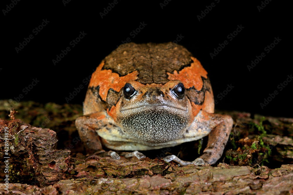 Banded bullfrog (Kaloula pulchra) closeup face on wood with black ...