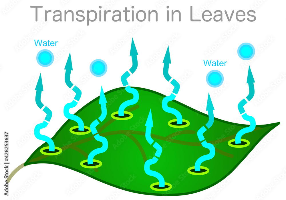 Leaf surface, transpiration. Expulsion of water vapor, dew is called ...