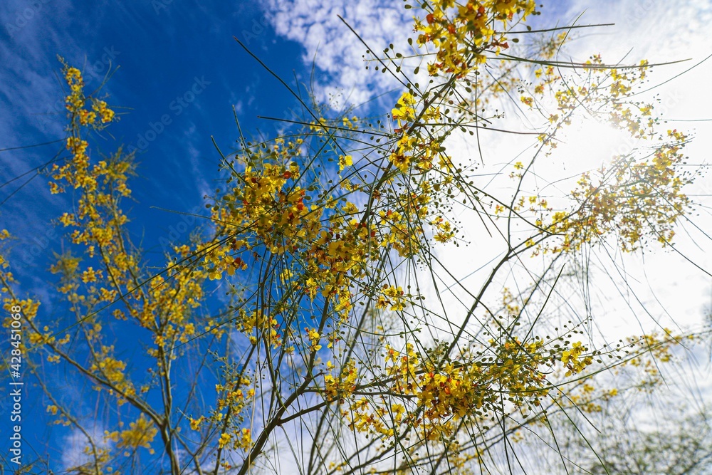 yellow flowers of the palo verde tree, El espinillo or cinna-cina in ...