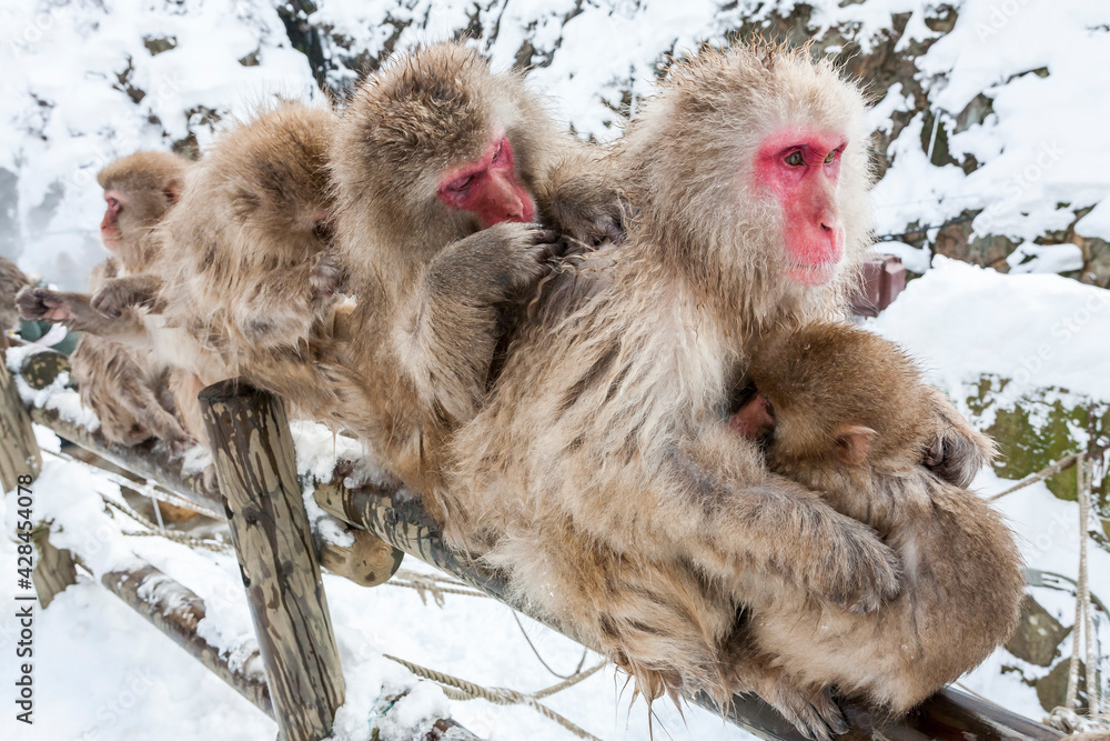 Group of Snow monkeys sitting on the fence, Jigokudani Yaen-Koen, Japan ...
