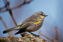 Chubby Sparrow Bird Free Stock Photo - Public Domain Pictures