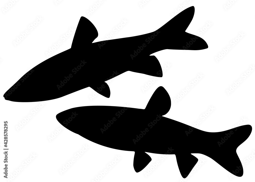 Grass carp fish in the set. Vector image. Stock Vector | Adobe Stock