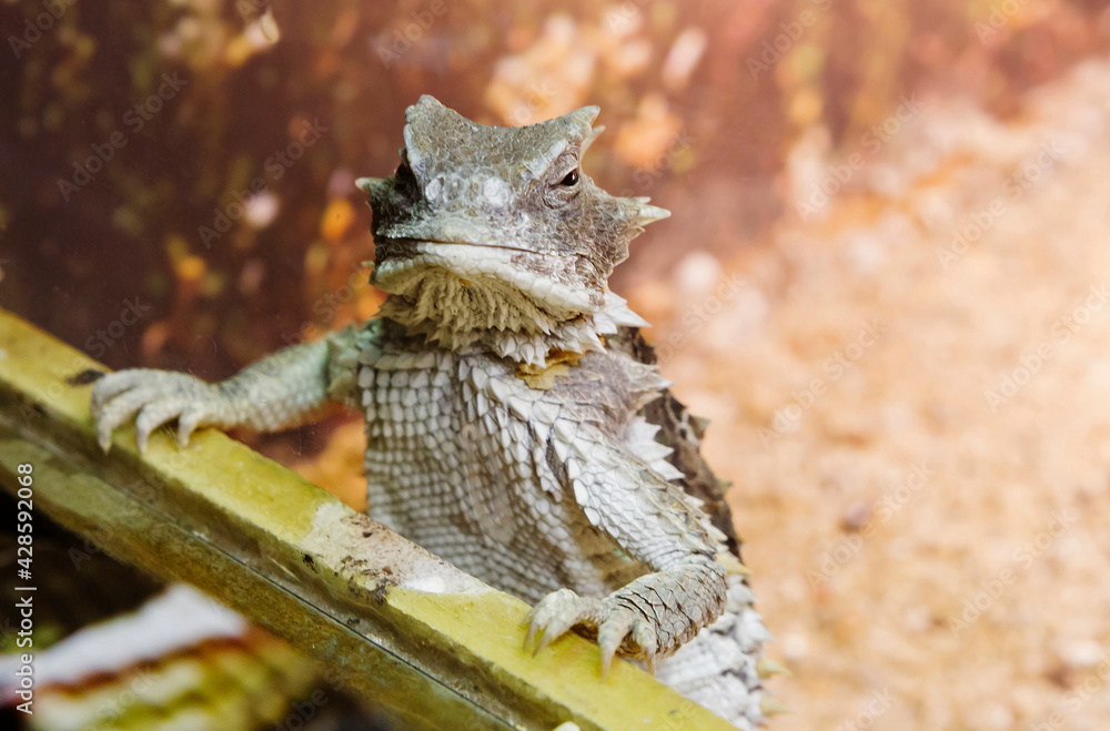 Giant Horned Lizard. It grows up to 20 cm. On the head and back there ...
