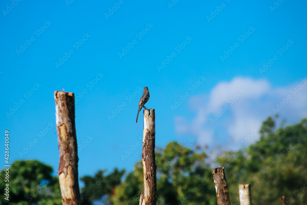 Tyrannus dominicensis or petigre, an endemic bird of the Caribbean ...