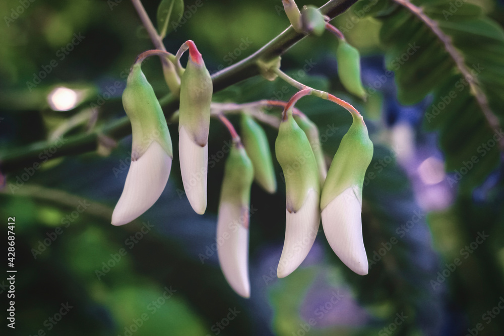Turi flower (Sesbania grandiflora) is a small tree member of the ...