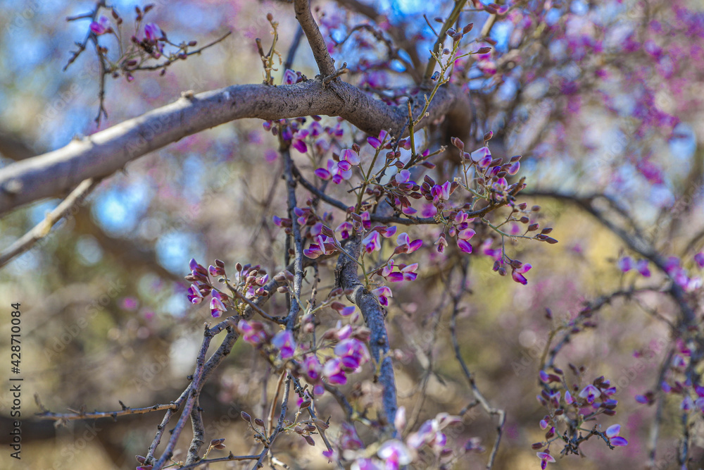 Flowers an ironwood tree (Olneya tesota). Flower purple color, white ...
