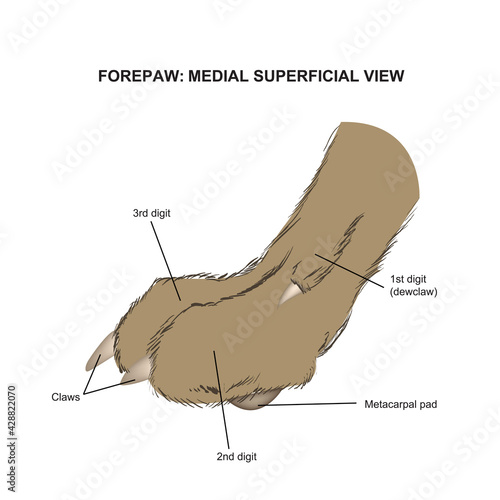 dog paw side view dog anatomy veterinary medicine vector illustration ...