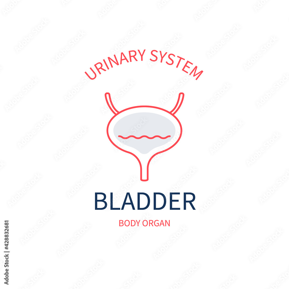 Bladder as urinary system internal body organ. Infographic poster made ...