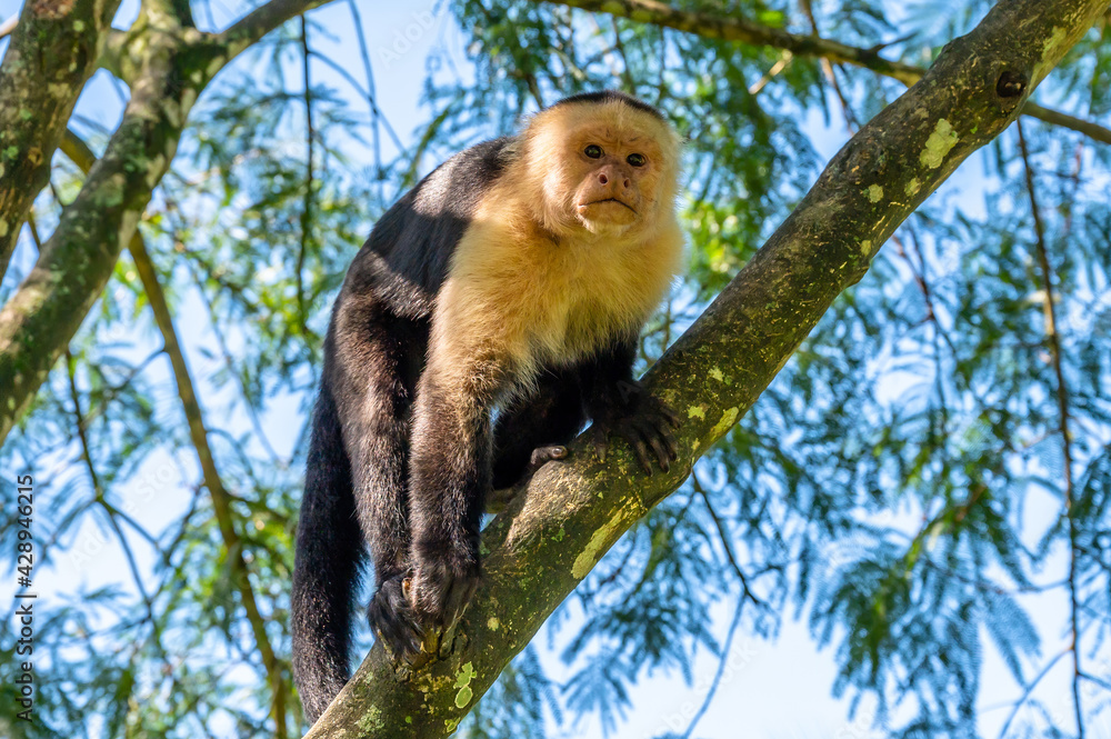 White-headed Capuchin, black monkey sitting on the tree branch in the ...