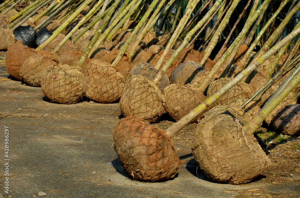 garden warehouse of trees ready for the season. The trees are wrapped ...