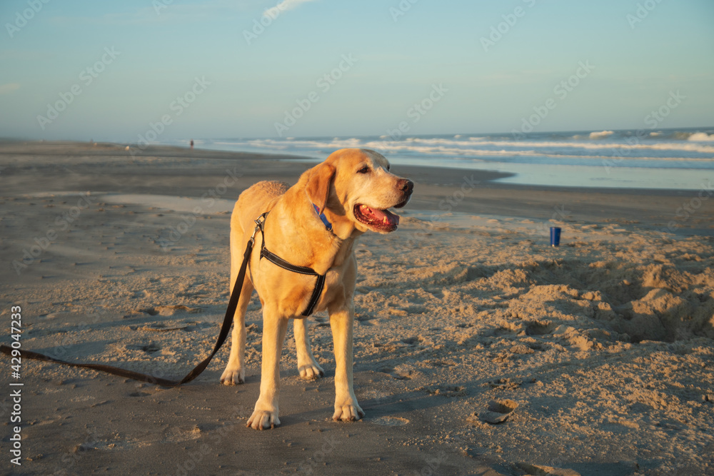 Yellow Labrador Retriever "Chief" on the beach in Avalon, New Jersey at ...