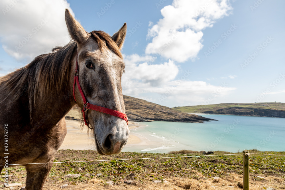 Horse looking straight at the camera in the beautiful scenario of ...