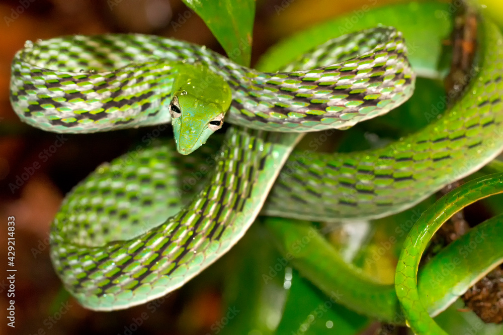 Green Vine Snake, Long-nosed Whip Snake, Ahaetulla nasuta, Sinharaja ...