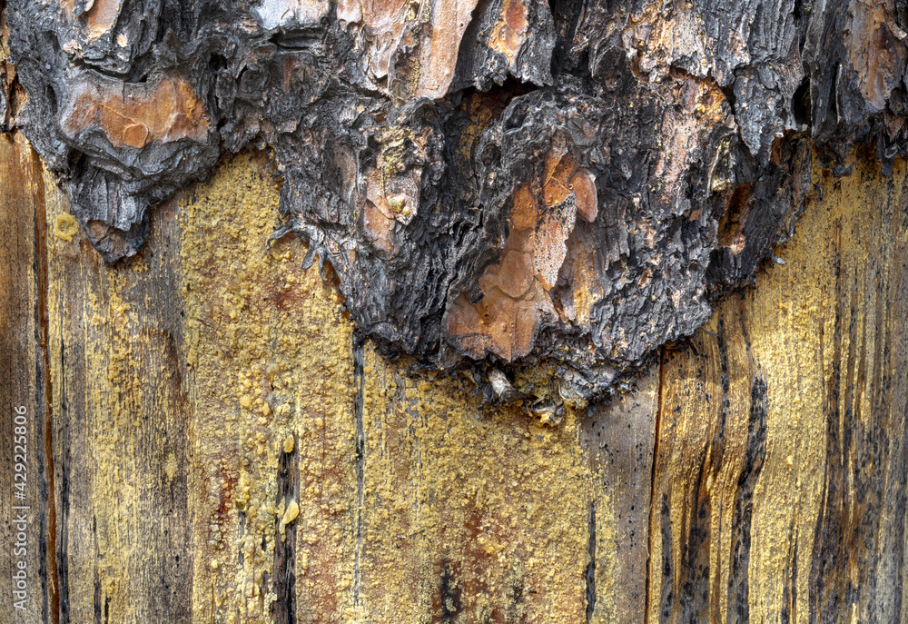Coarse bark and bare wood on a pine tree with dips of sap. Stock Photo ...