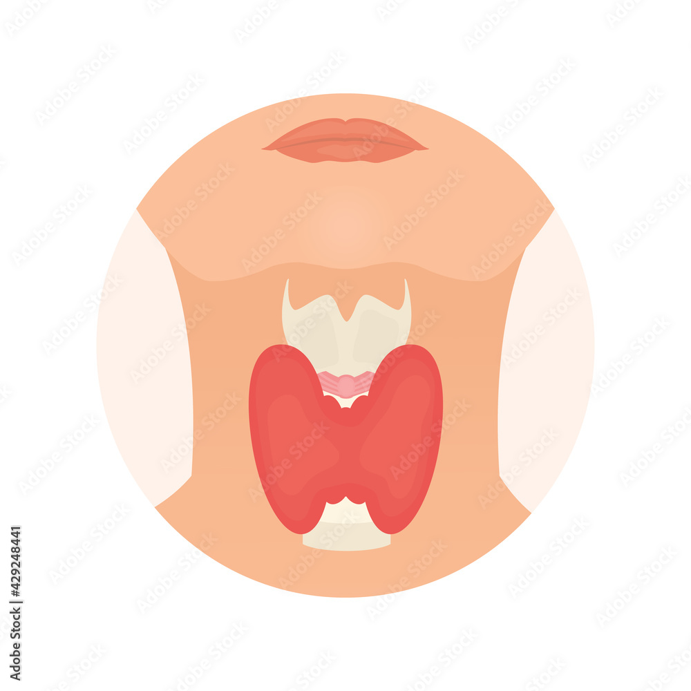 Thyroid gland and trachea shown on a silhouette of a woman. Body anatomy sign. Human endocrine ...