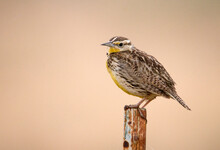 Yellow Wing Lark Free Stock Photo - Public Domain Pictures