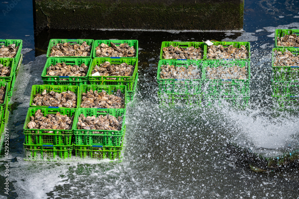 Oysters growing systems, keeping oysters in concrete oyster pits, where ...