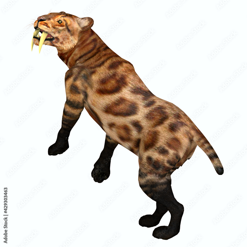 Ilustración de Stock Saber-tooth Cat Tail - The Saber-tooth Tiger was a ...