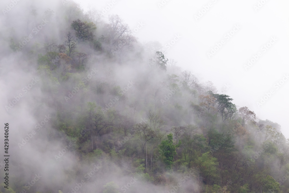 Forest, trees on the mountain with a thin mist in the morning, caused ...