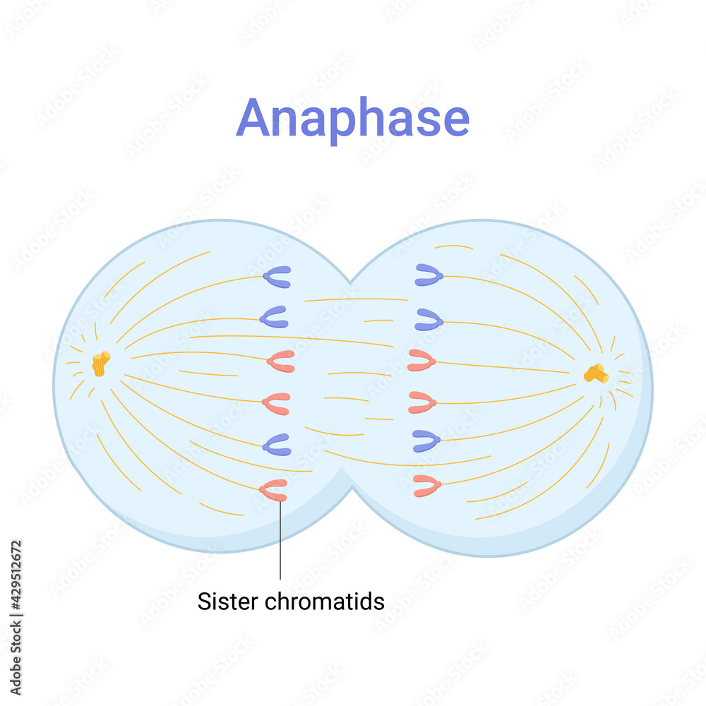 Vector illustration of Mitosis phase. Anaphase Stock Vector | Adobe Stock