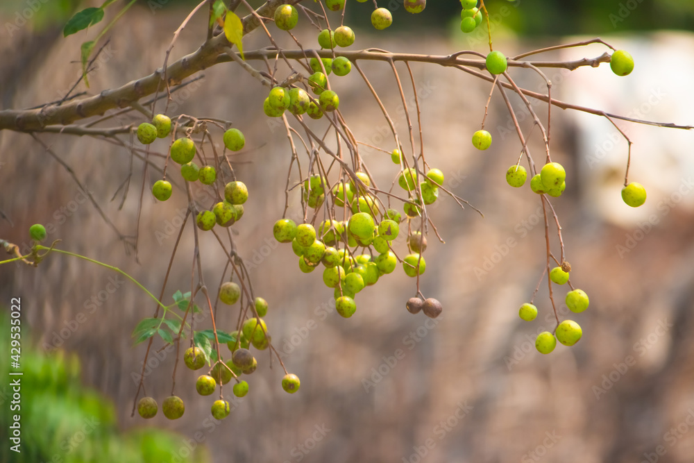 Fresh Mountain Neem fruit on tree with leaf on nature background. A ...