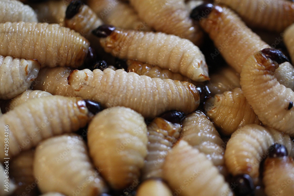 Stock-Foto „Group of oragnic Living edible palm weevil larvae ...