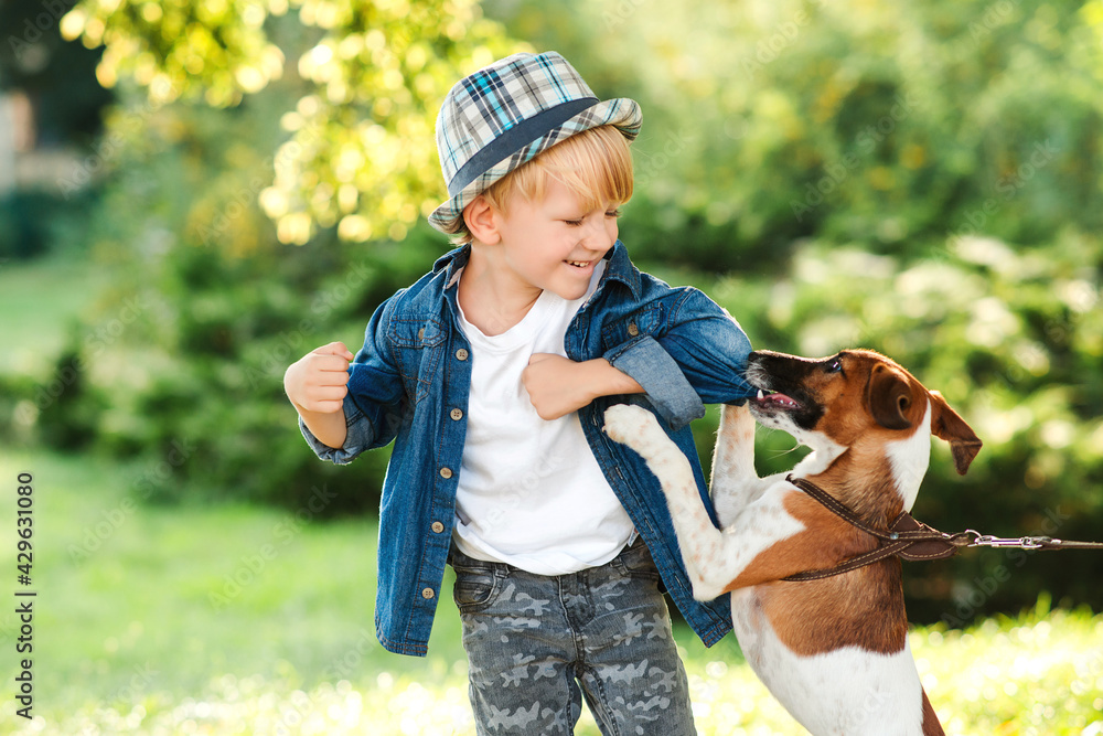 Little puppy jack russel terrier bites his owner during walk. Boy and ...