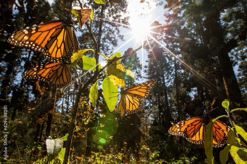 Monarch butterfly flying in Mexico Stock Photo | Adobe Stock