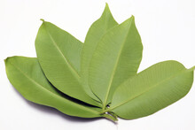 Java Plum Plant Berry Free Stock Photo - Public Domain Pictures