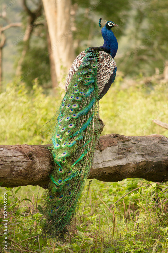 National bird of india - Indian peafo AKA Pavo cristatus Stock Photo ...