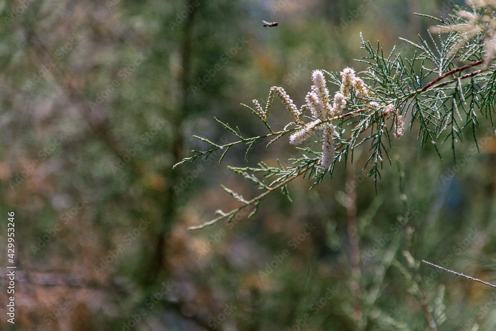Tamarix sp pertenece a la familia Tamaricaceae Stock Photo | Adobe Stock