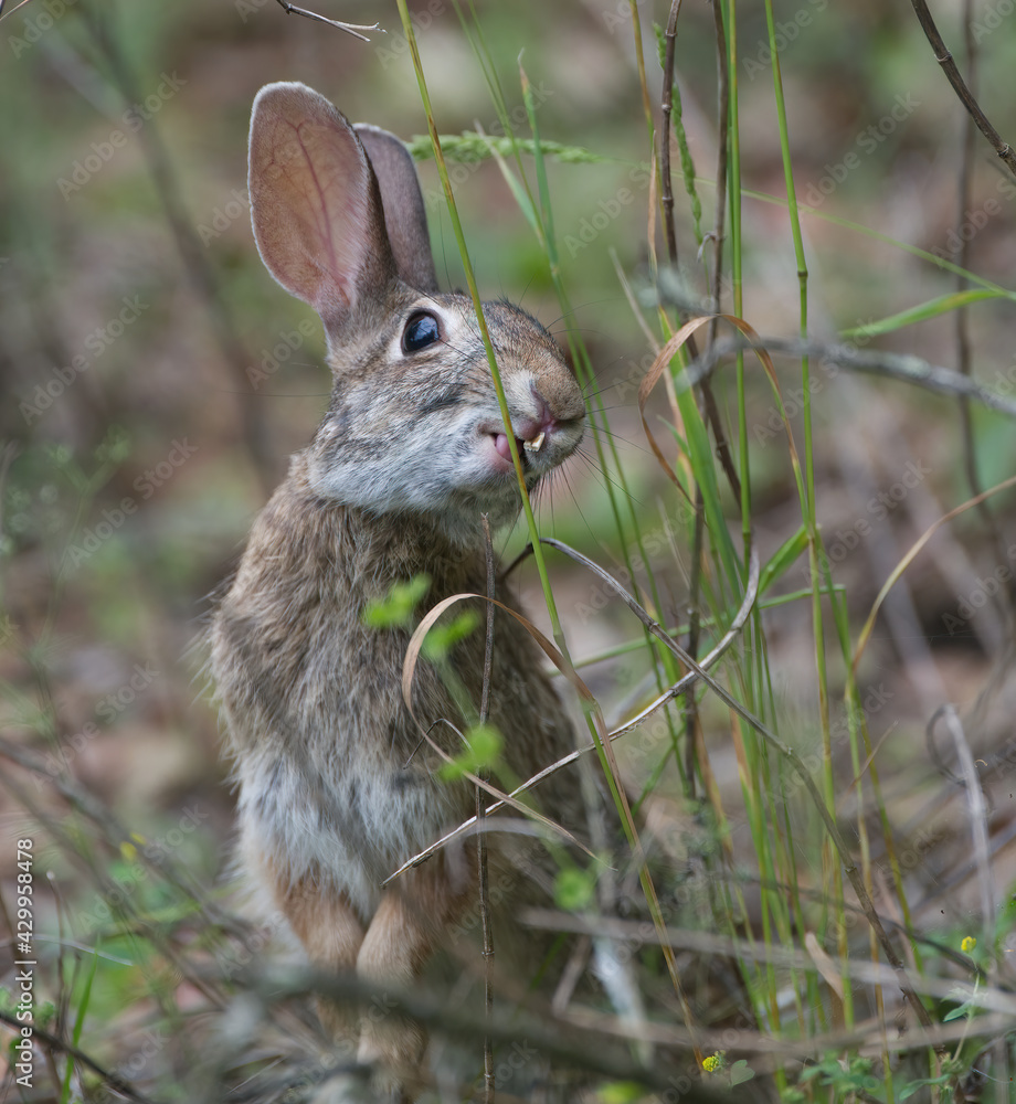 Wild Florida cottontail rabbit (Sylvilagus floridanus) with cleft ...