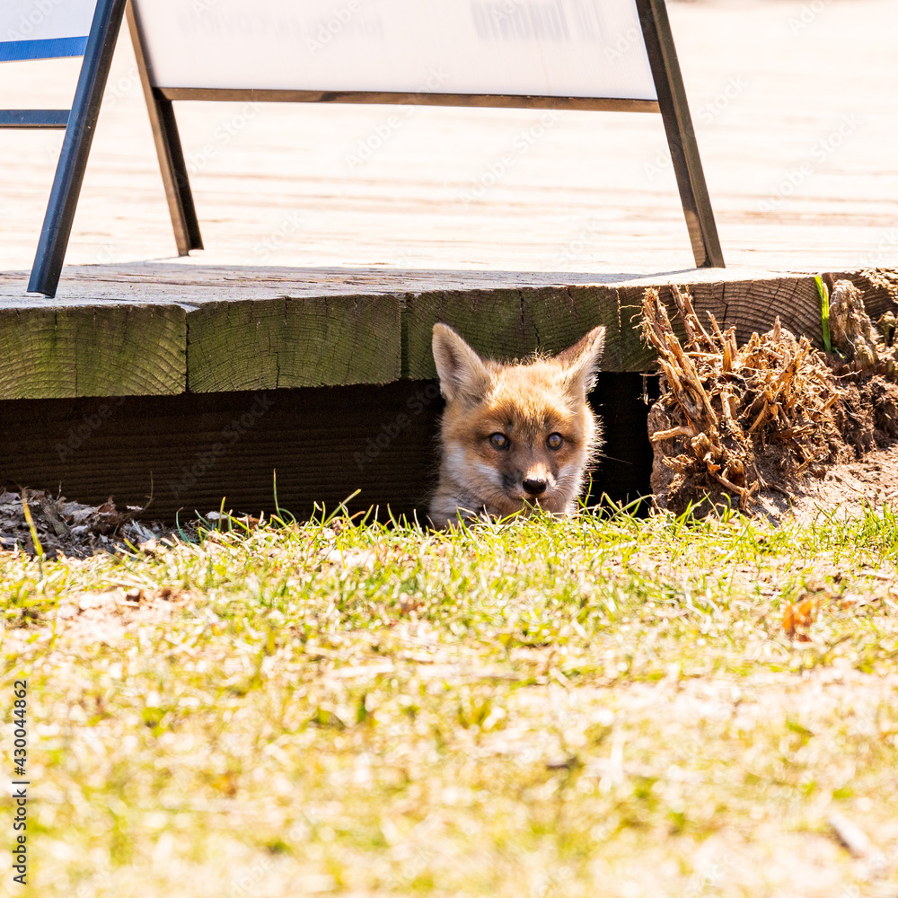 A red fox kit (Vulpes vulpes) peaks out from it's den which is ...