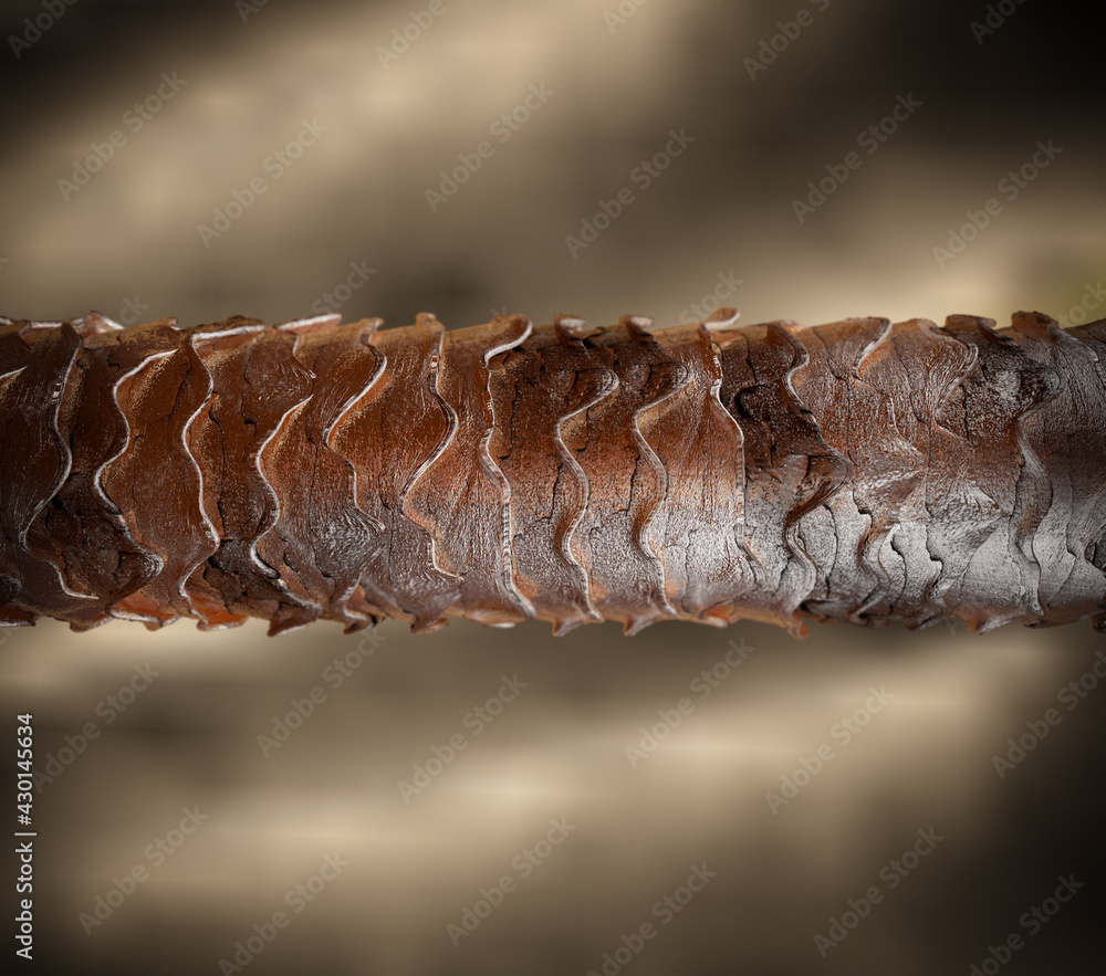 Human hair under microscope, 3D illustration showing the structure of ...