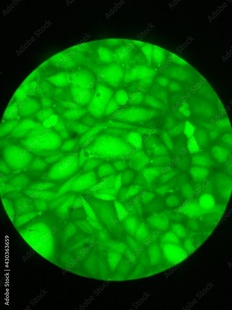 Cell transfection and expression of plasmid DNA encoding green ...